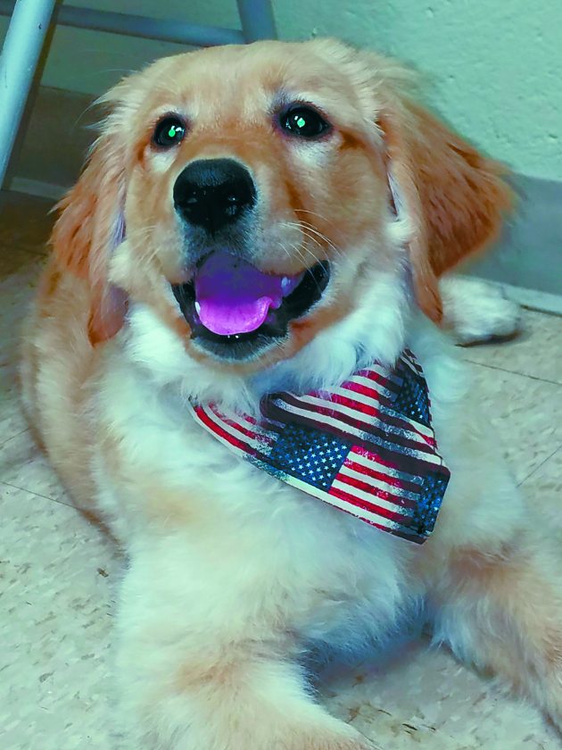 MVP: Most Valuable Puppy | News, Sports, Jobs - The Nashua Telegraph